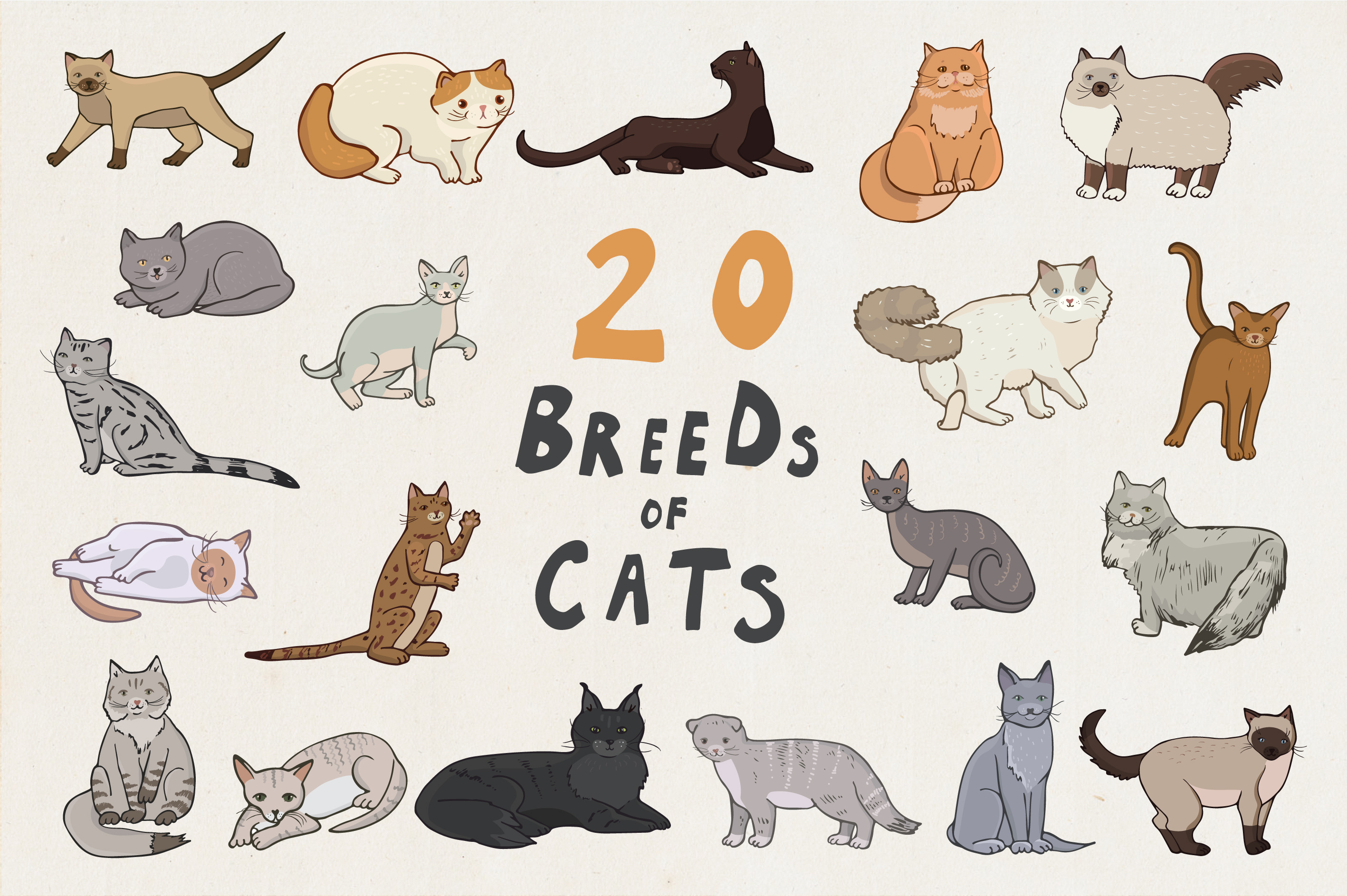 Breeds of Cats, an Animal Illustration by GooseFrol