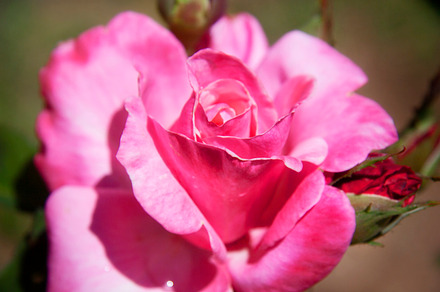 Sunburst Rose 1 (Photo), a Nature Photo by Tien Frogget