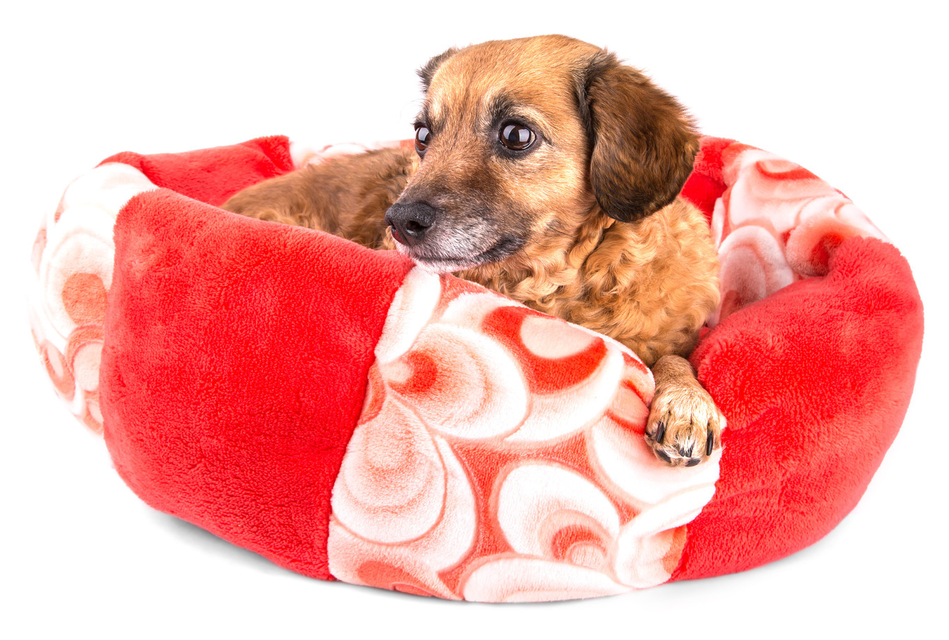 Red dog featuring animals, cute, and dog, an Animal Photo by Photo for You