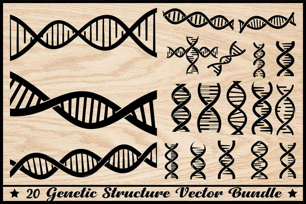 Genetic Structure Vector Bundle, an Illustration by yasushie