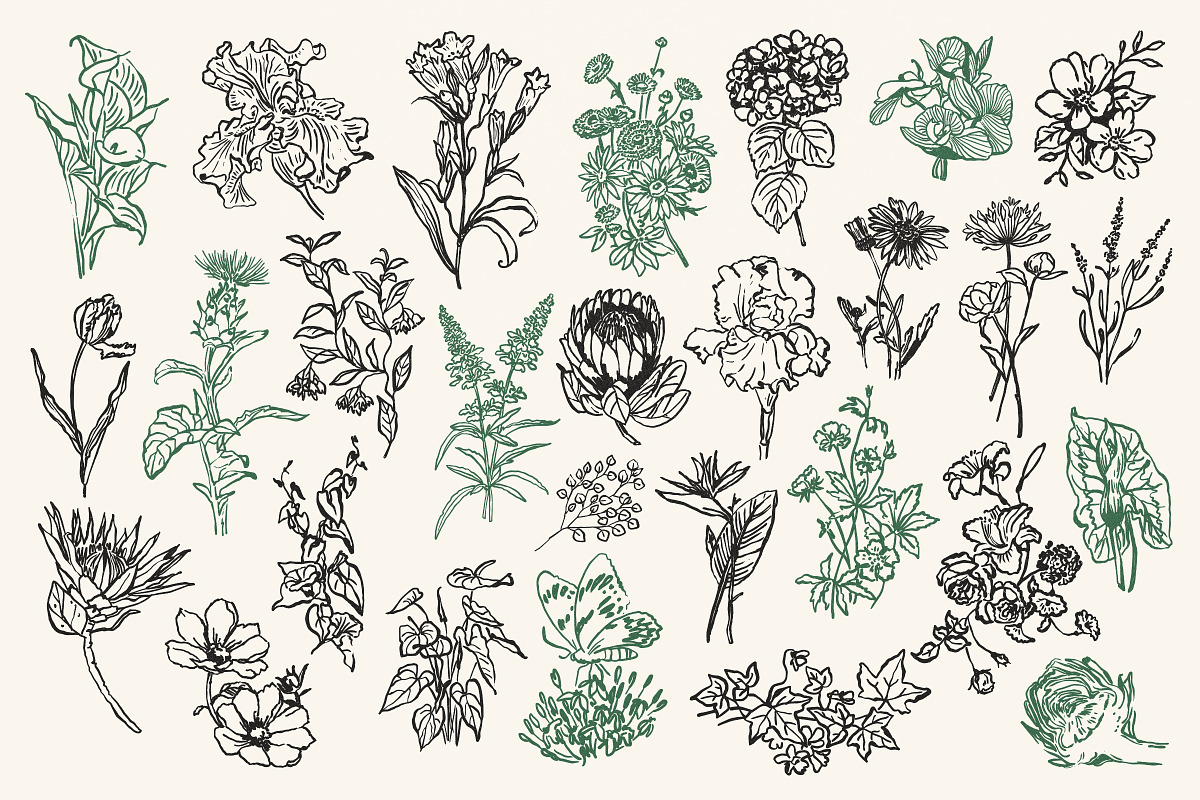 Botanical Illustrations