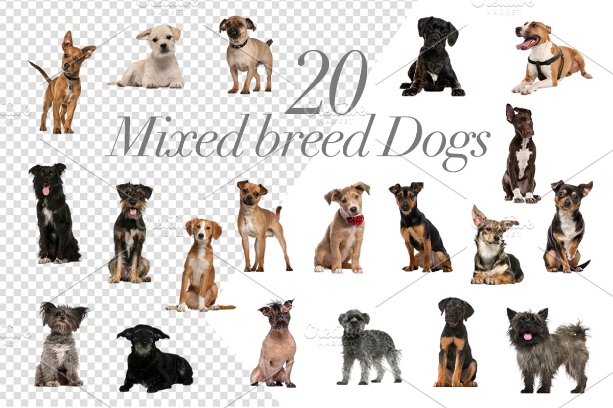 100 Dogs Bundle - Cut-out Pictures, an Object Graphic by Life on White