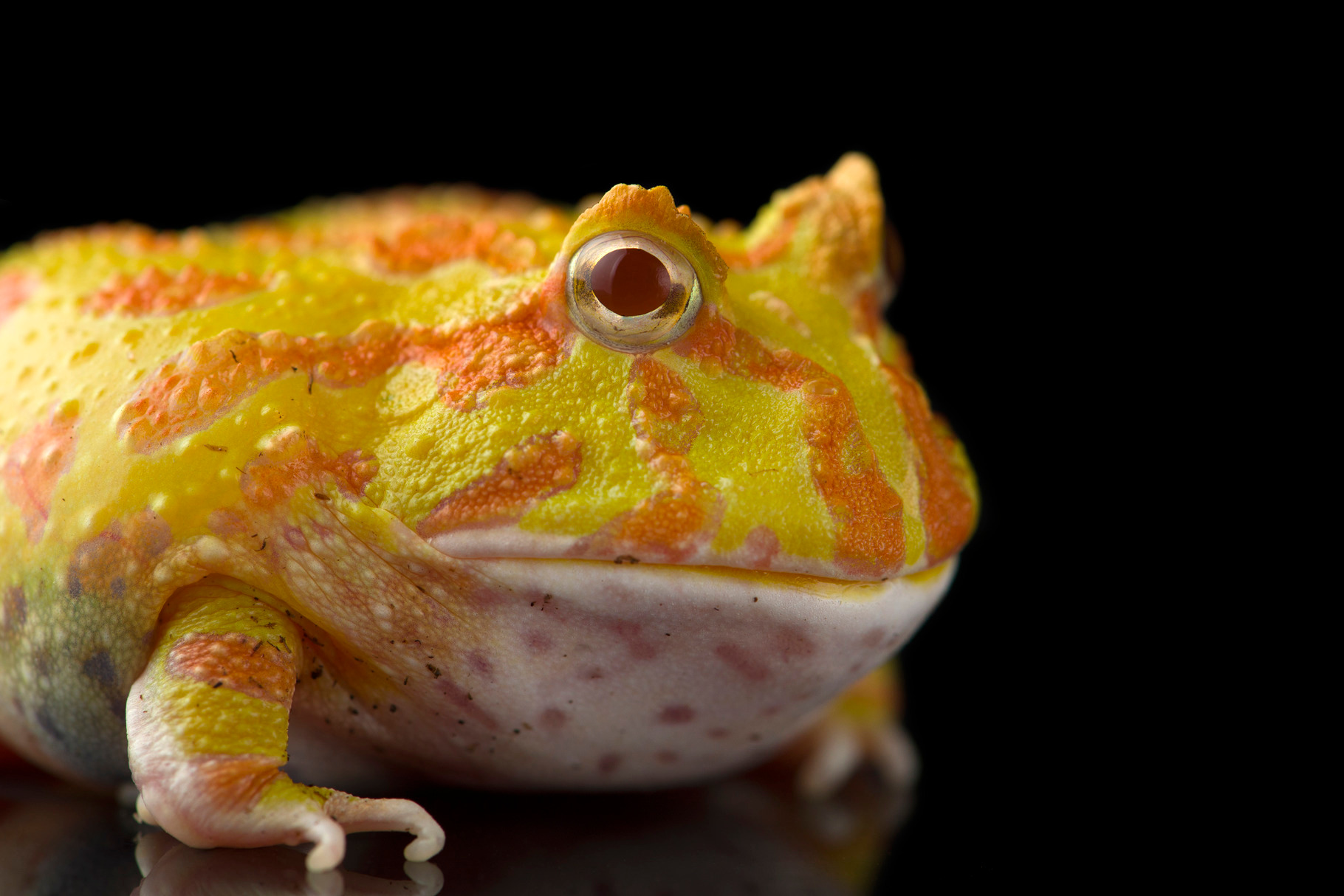 Colored Pac man frog, an Animal Photo by AnimalArt