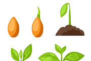 Phases of plant growth., a Healthcare Illustration by incomible