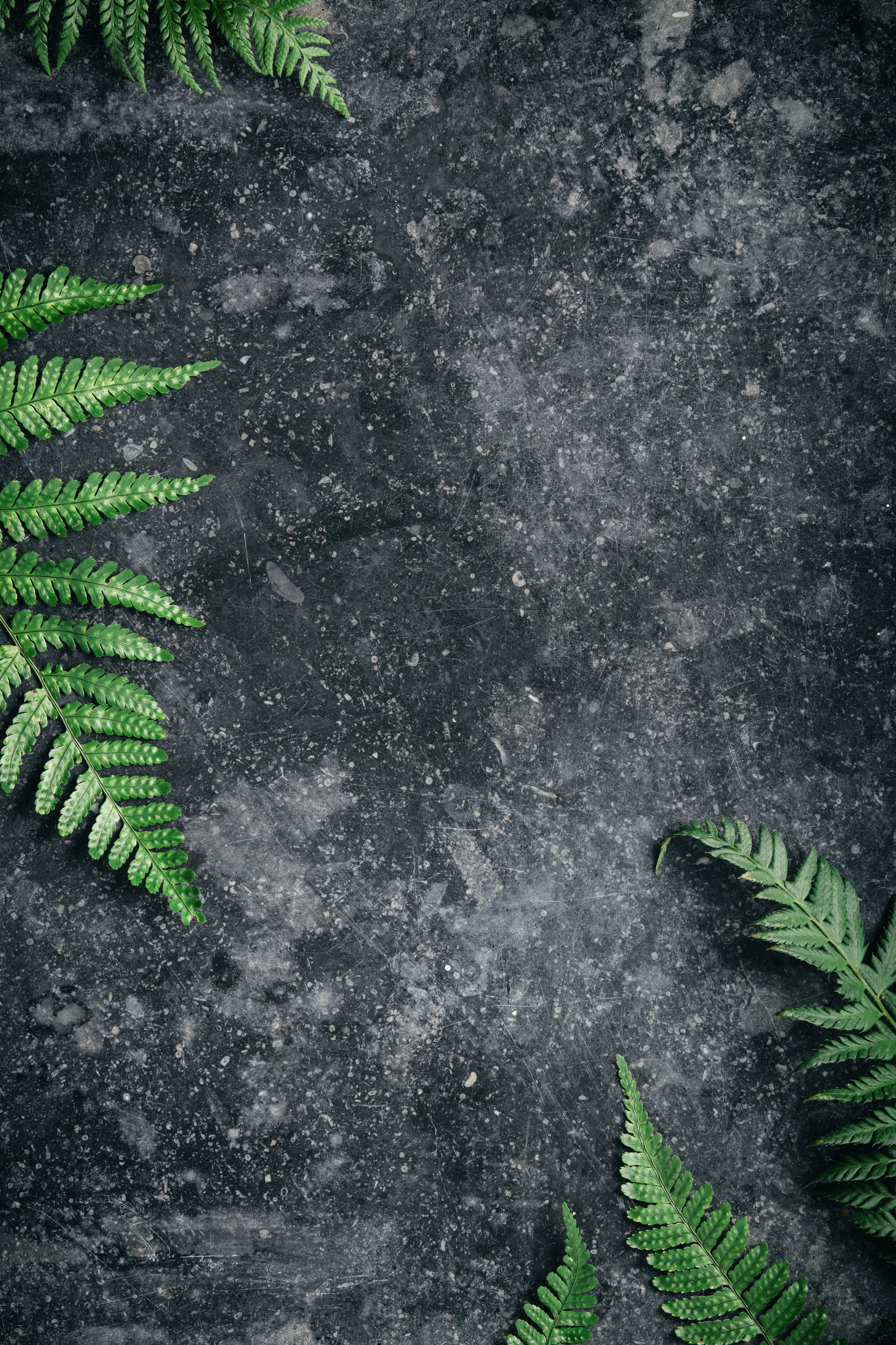 Fern Leaves on Textured Dark Background, an Abstract Photo by Natalia ...