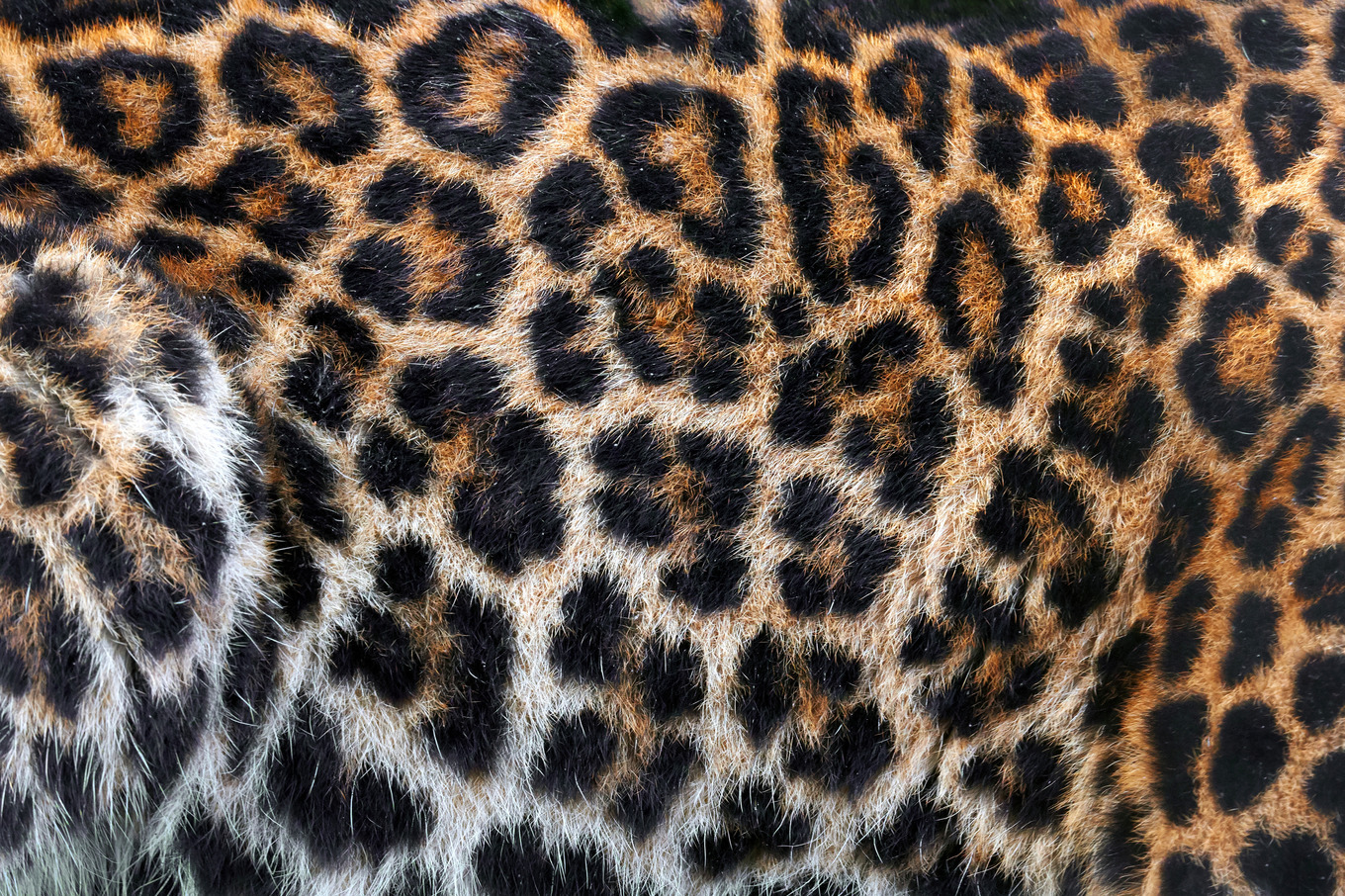 Animal skin texture featuring leopard, skin, and print, an Animal Photo ...