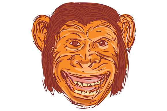 Chimpanzee Head Front Isolated Draw, an Animal Illustration by patrimonio