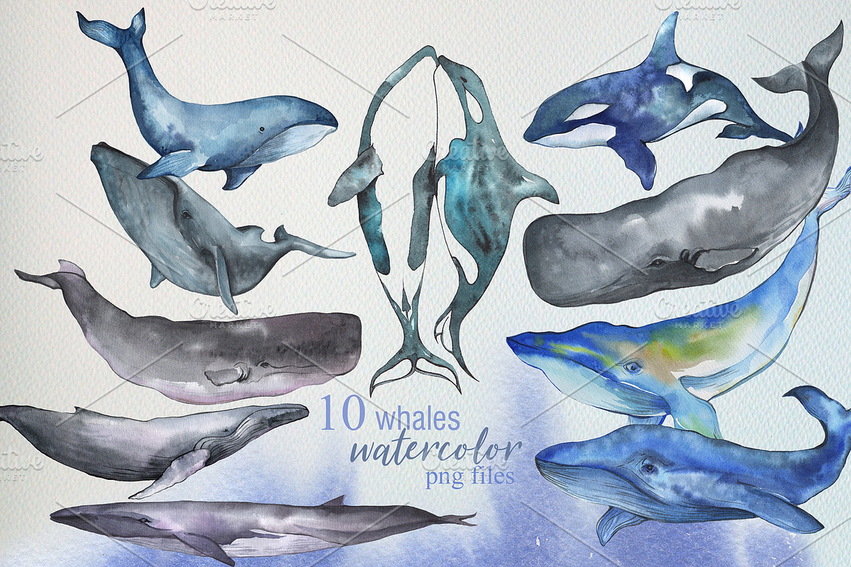 Watercolor Sea. Whales clip art, an Animal Illustration by StasyArt