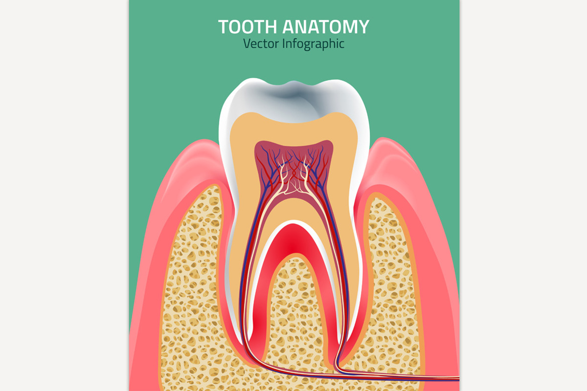 Teeth Vector Anatomy, an Education Illustration by Anna's Shop