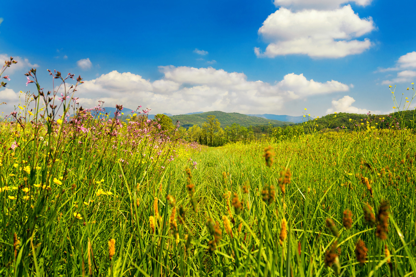 Spring field featuring spring, field, and meadow, a Nature Photo by ...