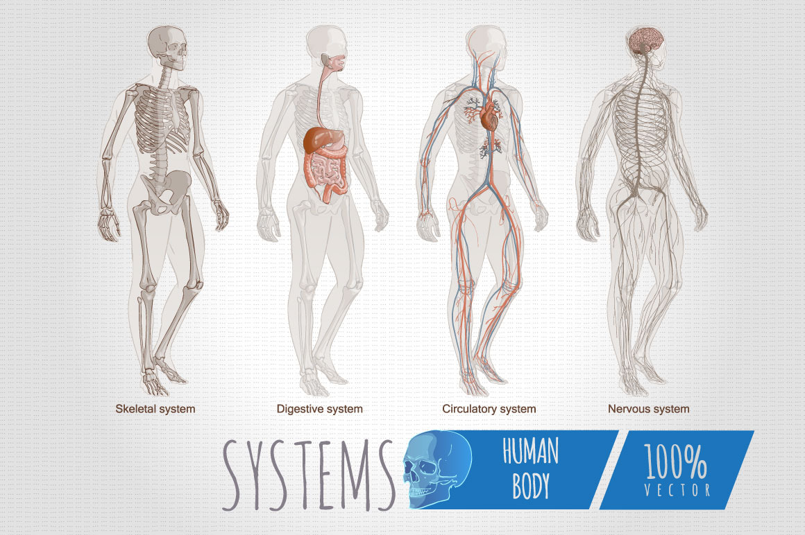 Systems Human Body Anatomy set, a Healthcare Illustration by ...
