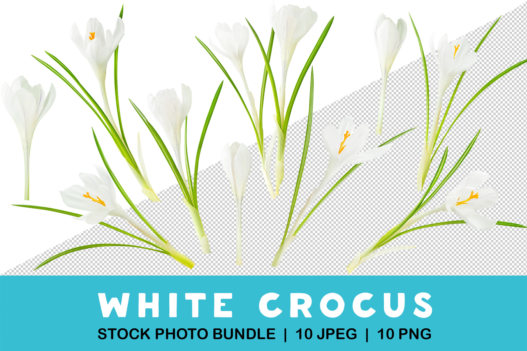 10 white crocuses, an Object Graphic by Fruits+Veggies
