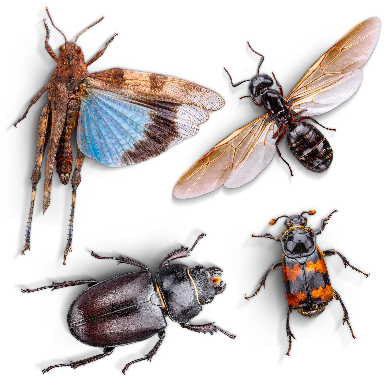 Wild animal insect, an Animal Photo by Grafvision photography