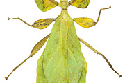 Phyllium sicipholium, leaf insect, an Animal Photo by WindWalker