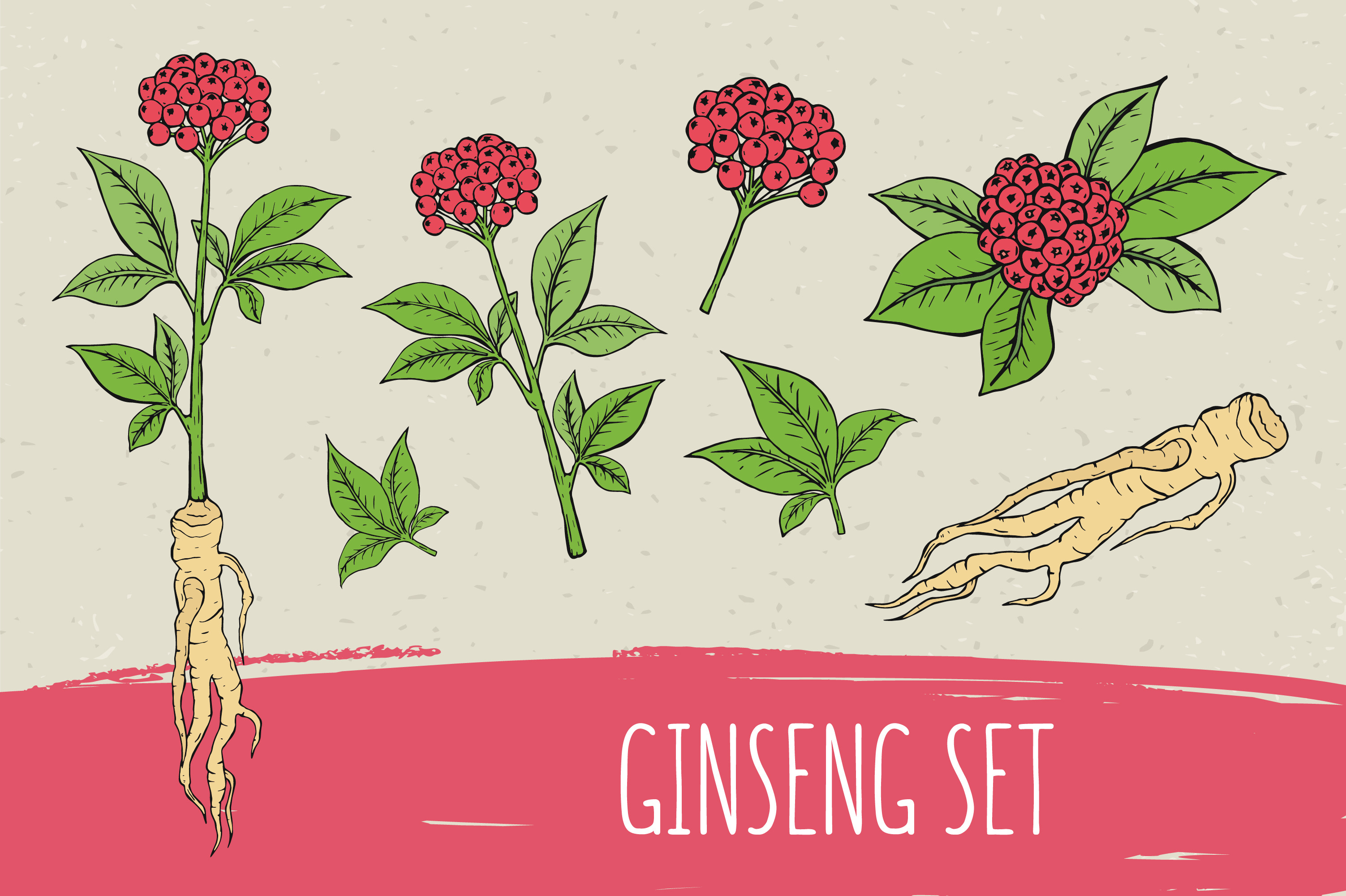 Ginseng collection, a Healthcare Illustration by Good Studio