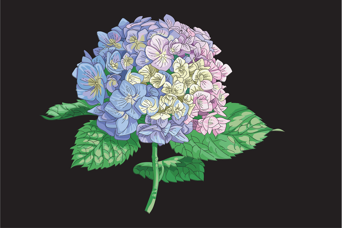 Hydrangea, an Illustration by Schumacher Shop
