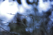 Raindrop featuring raindrop, drop, and water, a Nature Photo by Iván ...