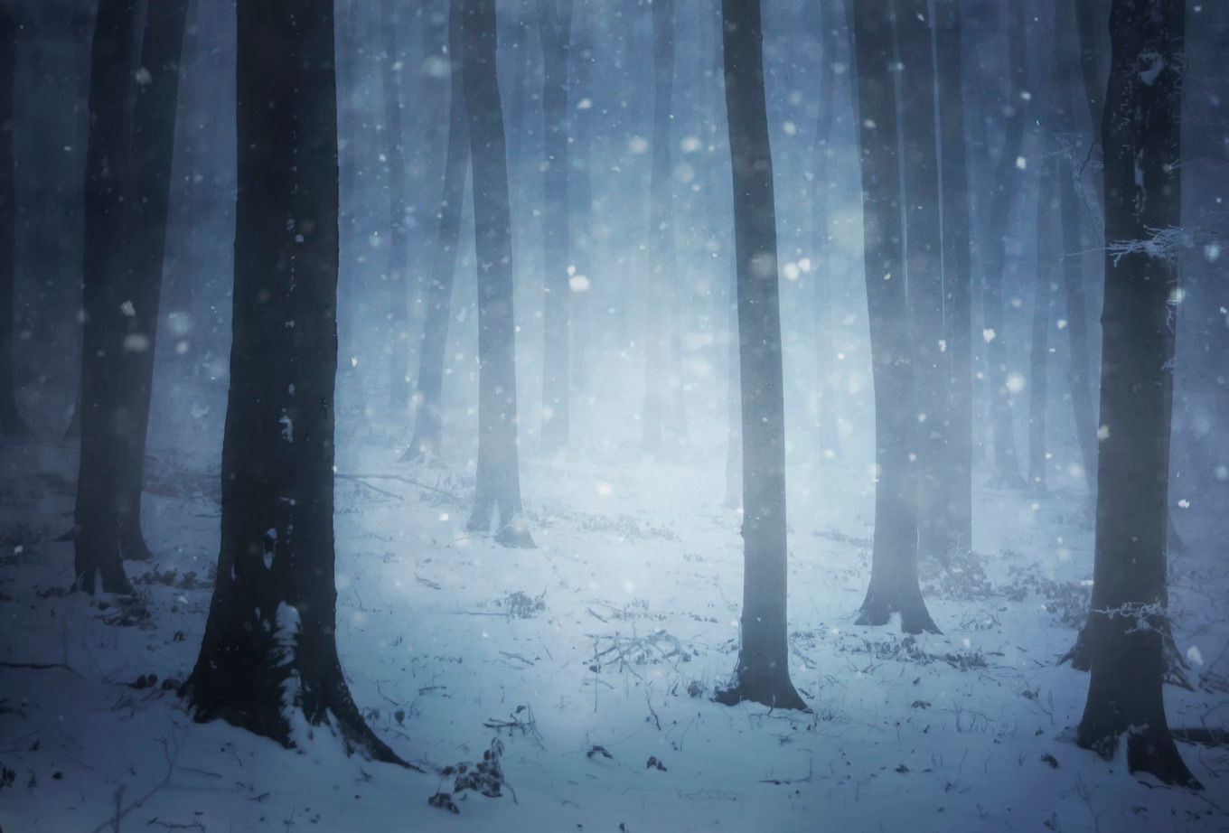 Winter forest with snow and fog containing forest, fog, and tree, a ...