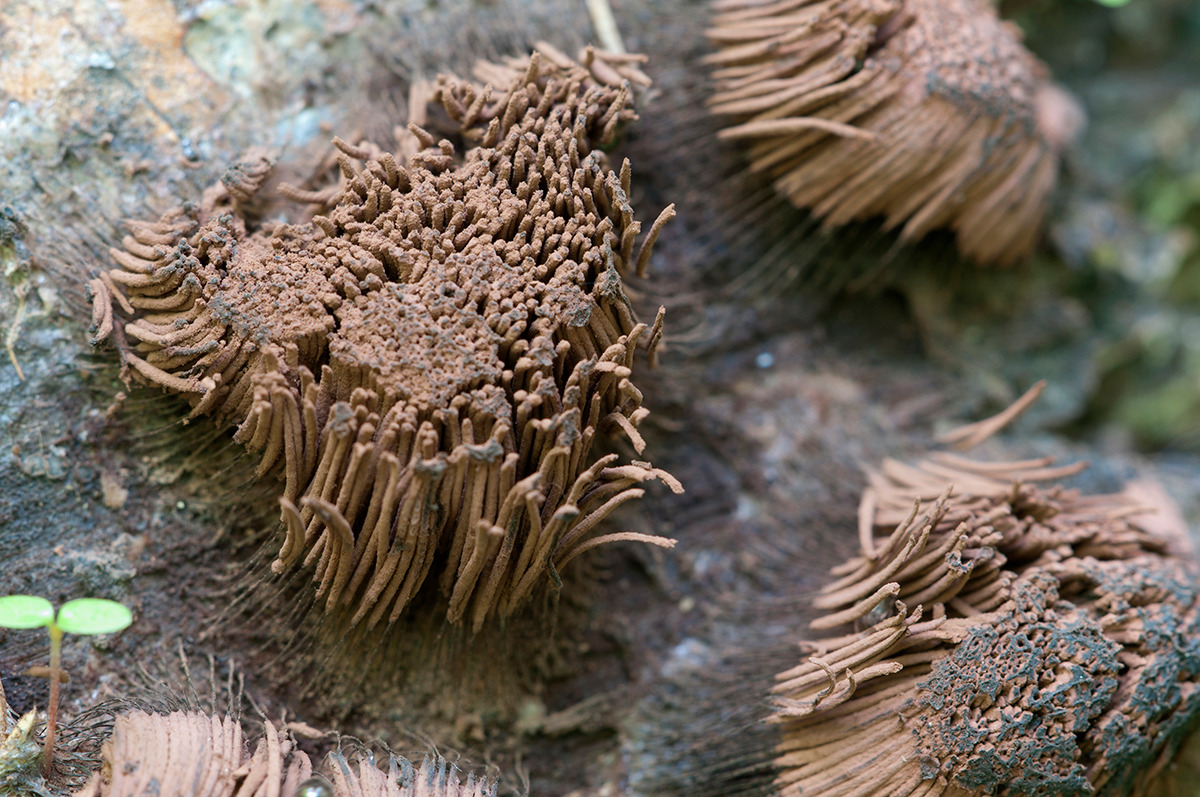 Myxomycetes stemonitis fusca featuring myxomycetes, stemonitis fusca ...